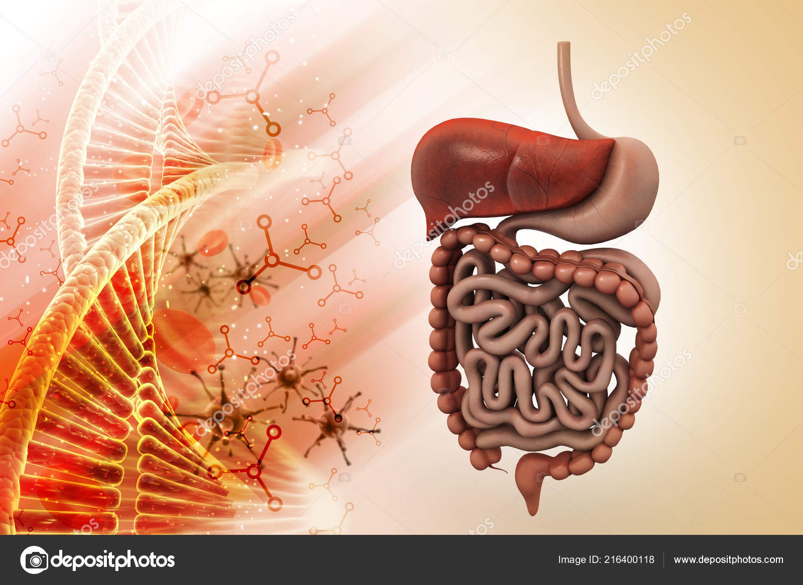 Ilustração Intestinos Humanos — Foto © cuteimage1 #216400118