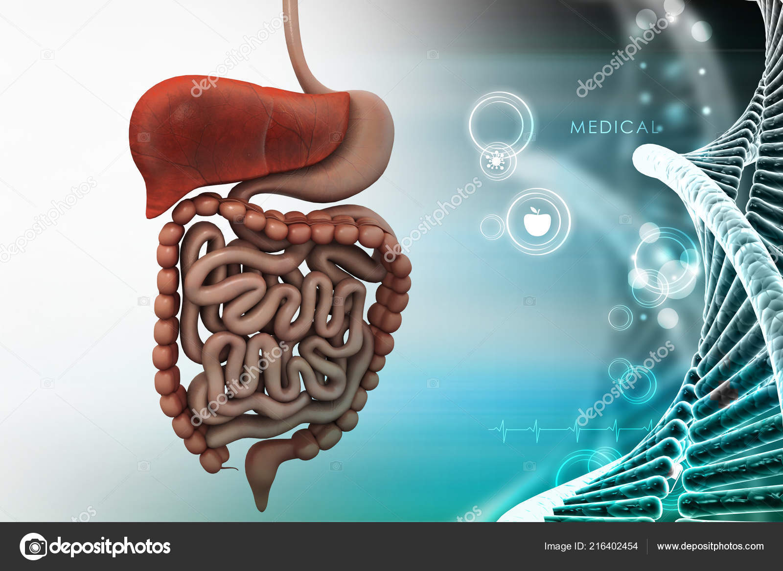 Human Digestive System Color Background Stock Photo by ©cuteimage1 ...