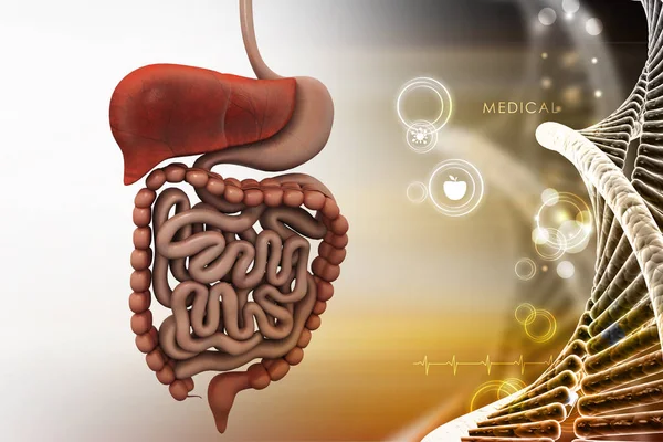 Human Digestive System Color Background Stock Photo by ©cuteimage1 ...