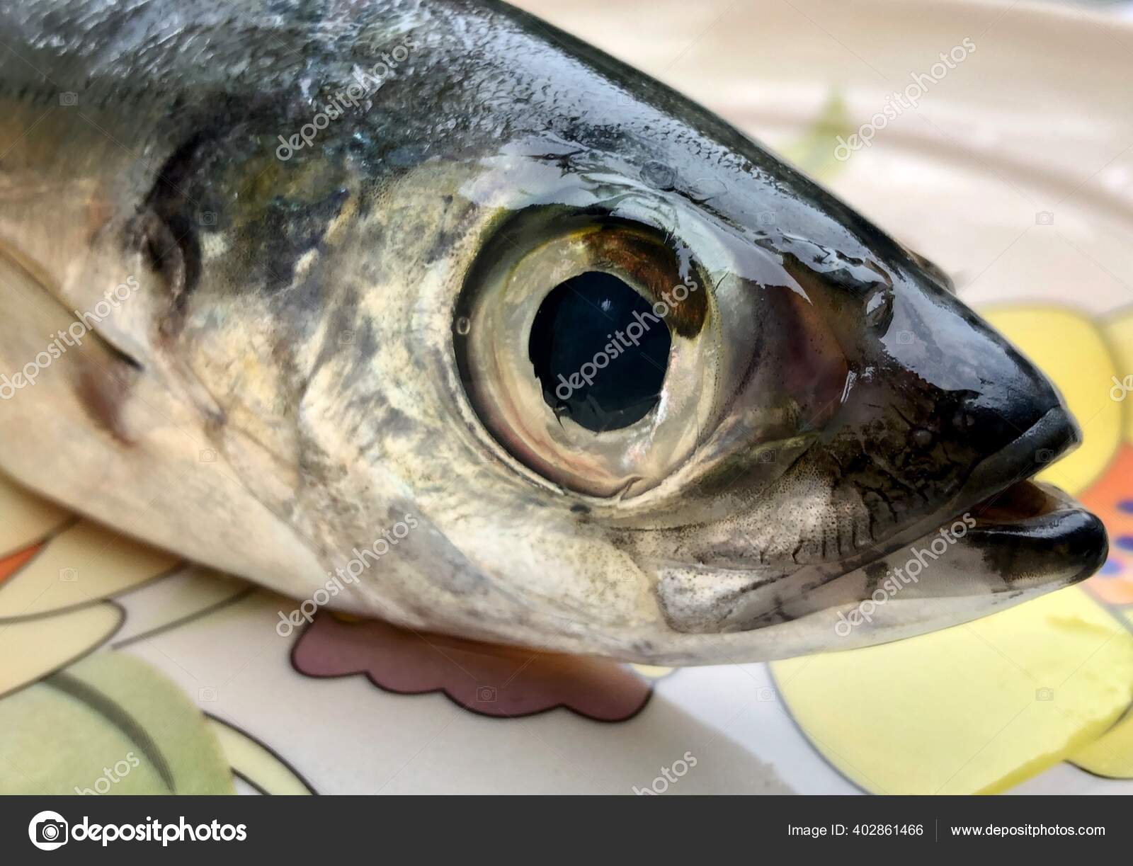 Fresh Fish Head Closeup View Plate — Stock Photo © prabhakaran851 ...