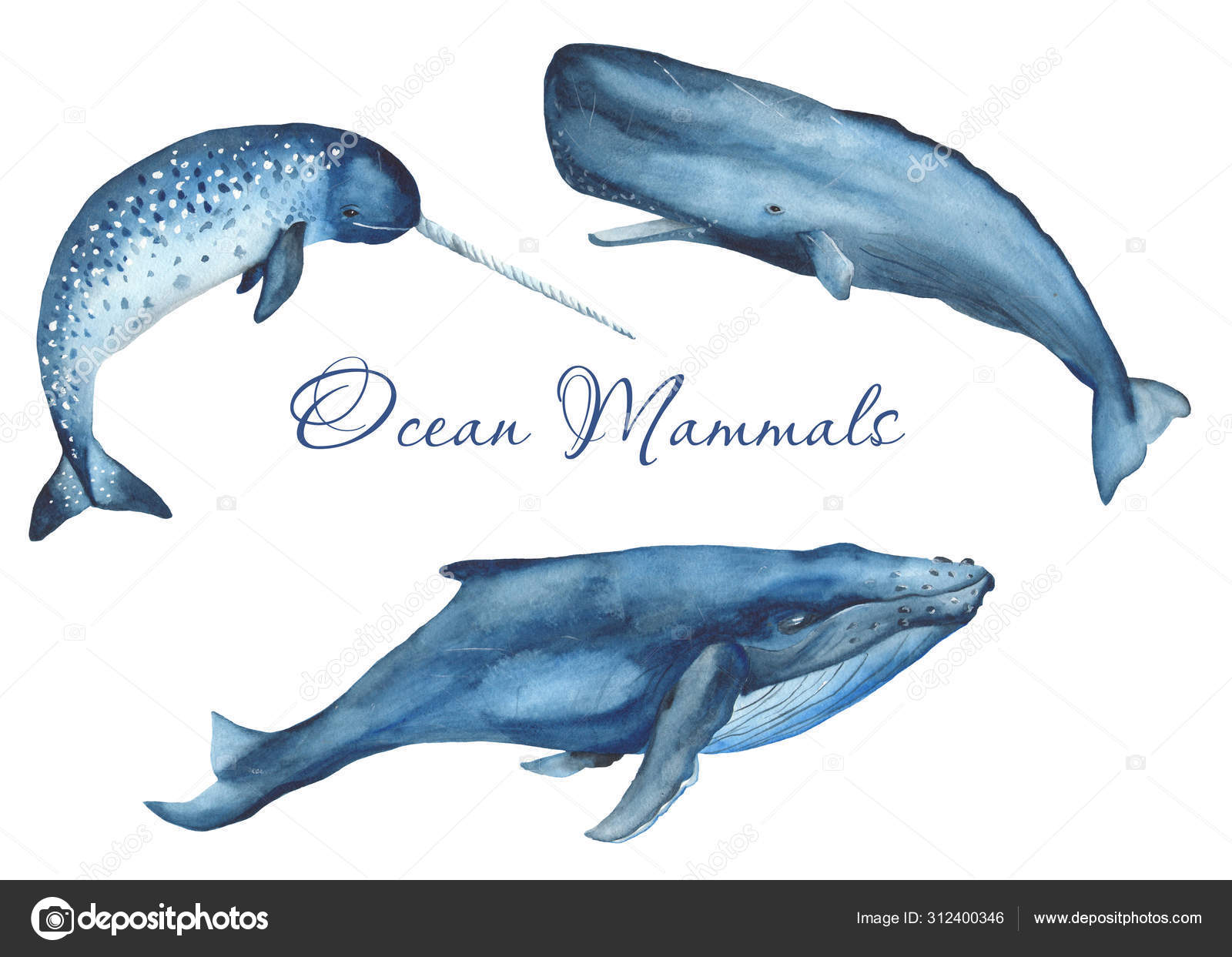 Spermhval Illustrasjon