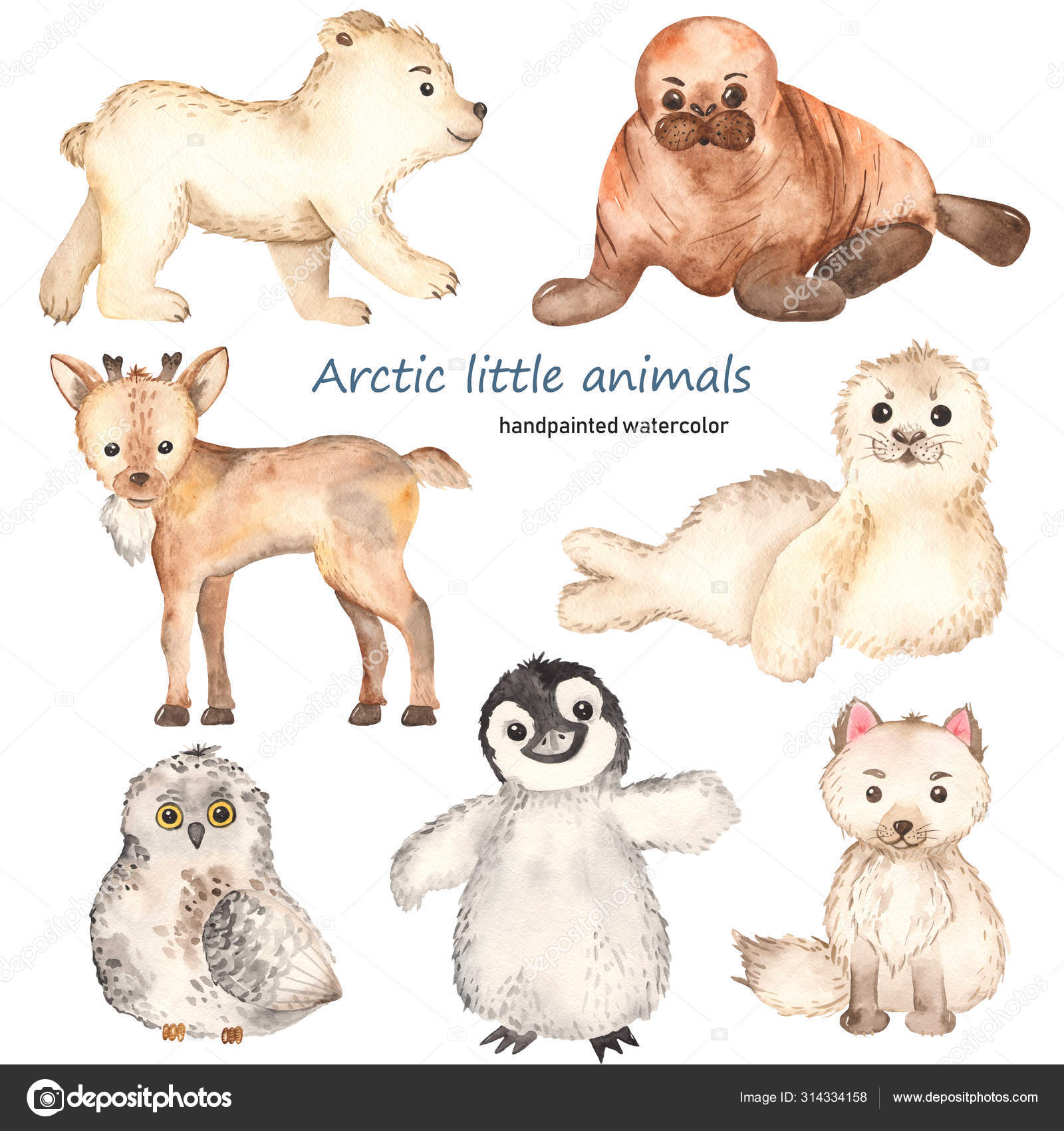 Cute Arctic Animals