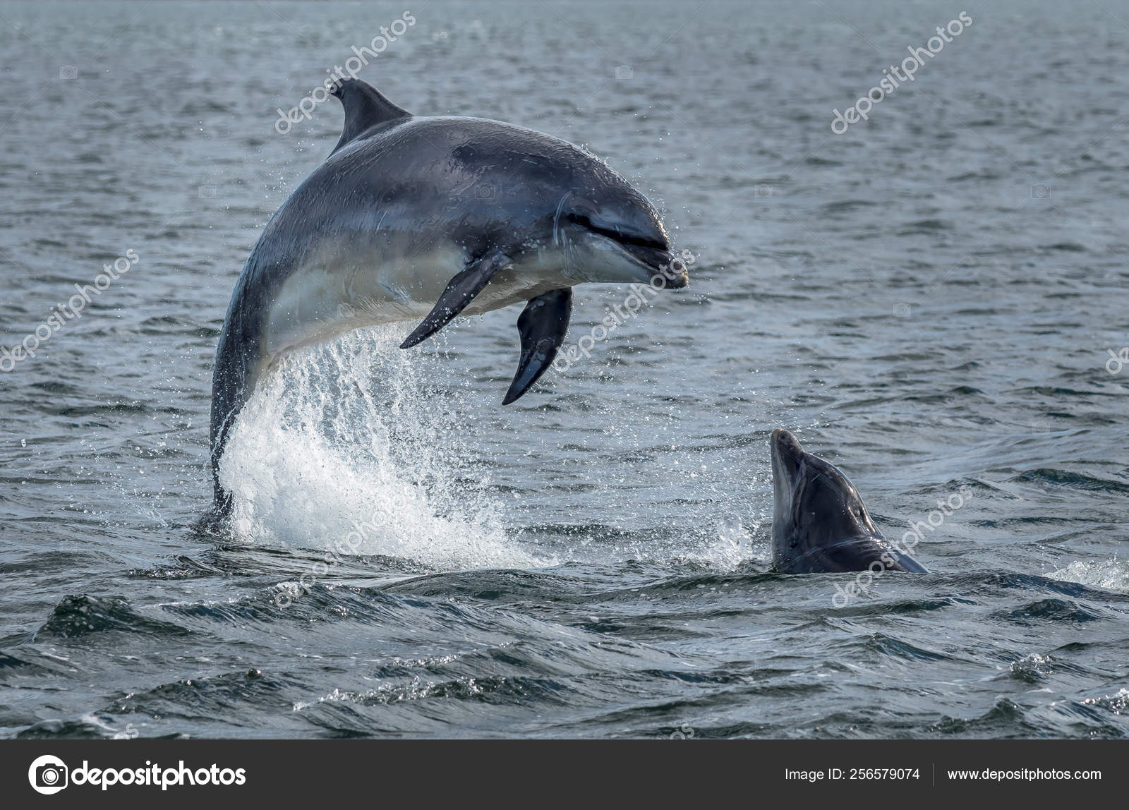 Bottlenose Dolphin Jumping