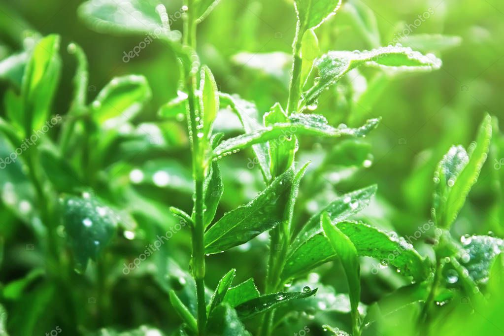 Gotas de agua en la hierba verde fresca después de la lluvia. Polygonum ...