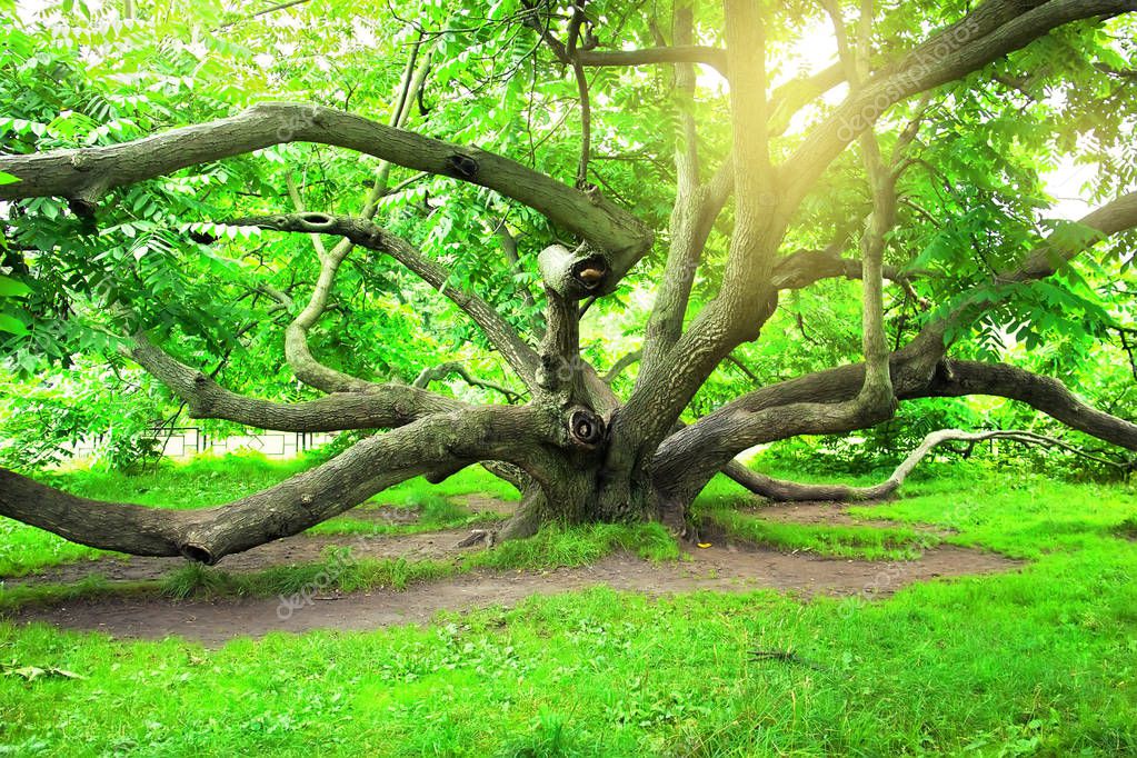 Juglans mandshurica, el nogal de Manchuria. Jardín Botánico Principal ...