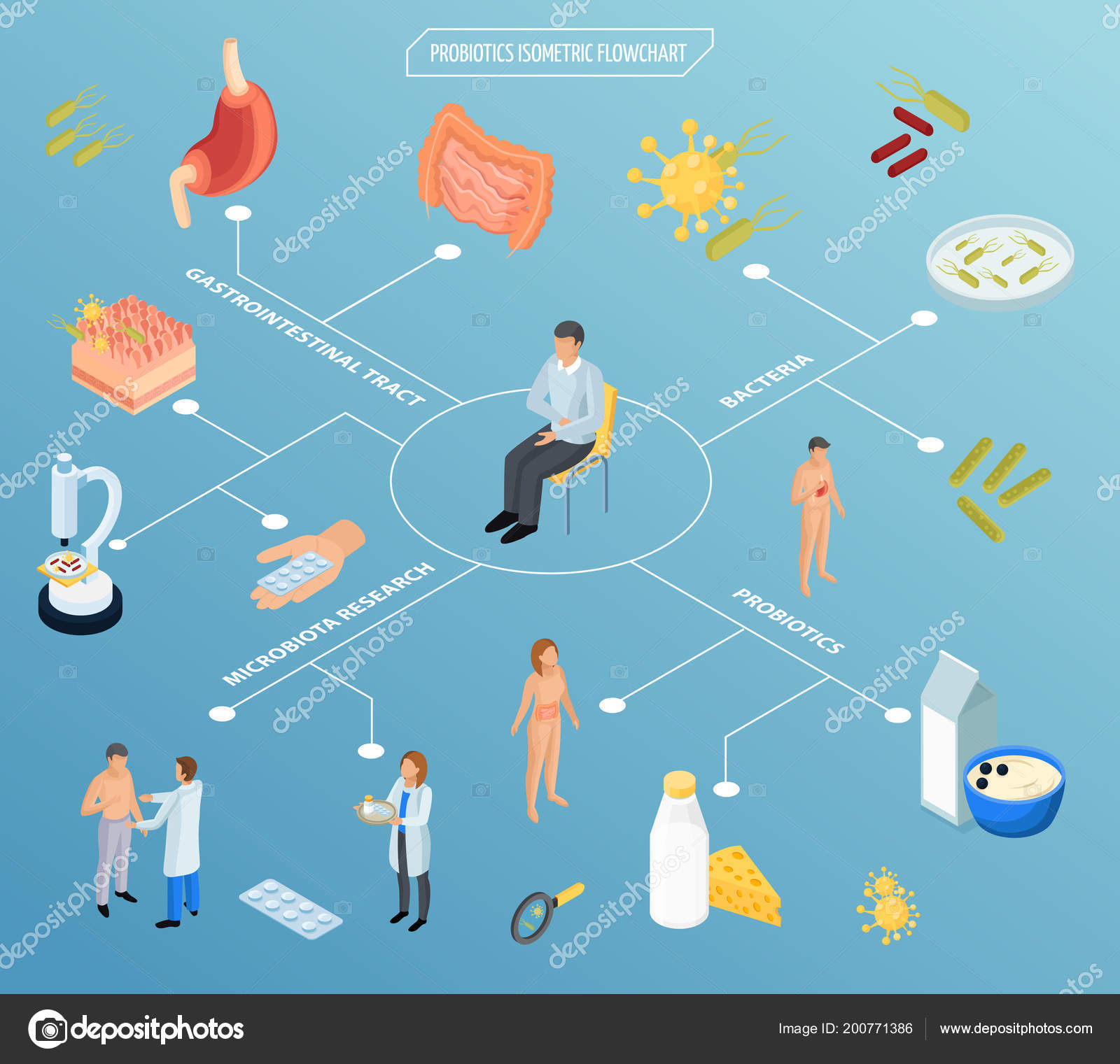 Probiotic Therapy Isometric Flowchart Stock Vector Image by ...