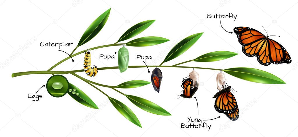 Composición de la metamorfosis de la mariposa 2025