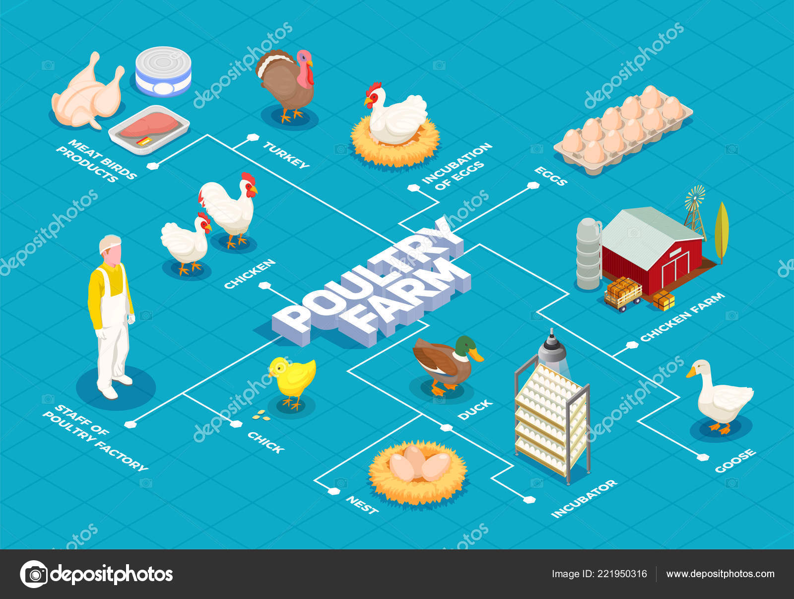 Granja avícola Diagrama de flujo isométrico Vector de stock #221950316 ...