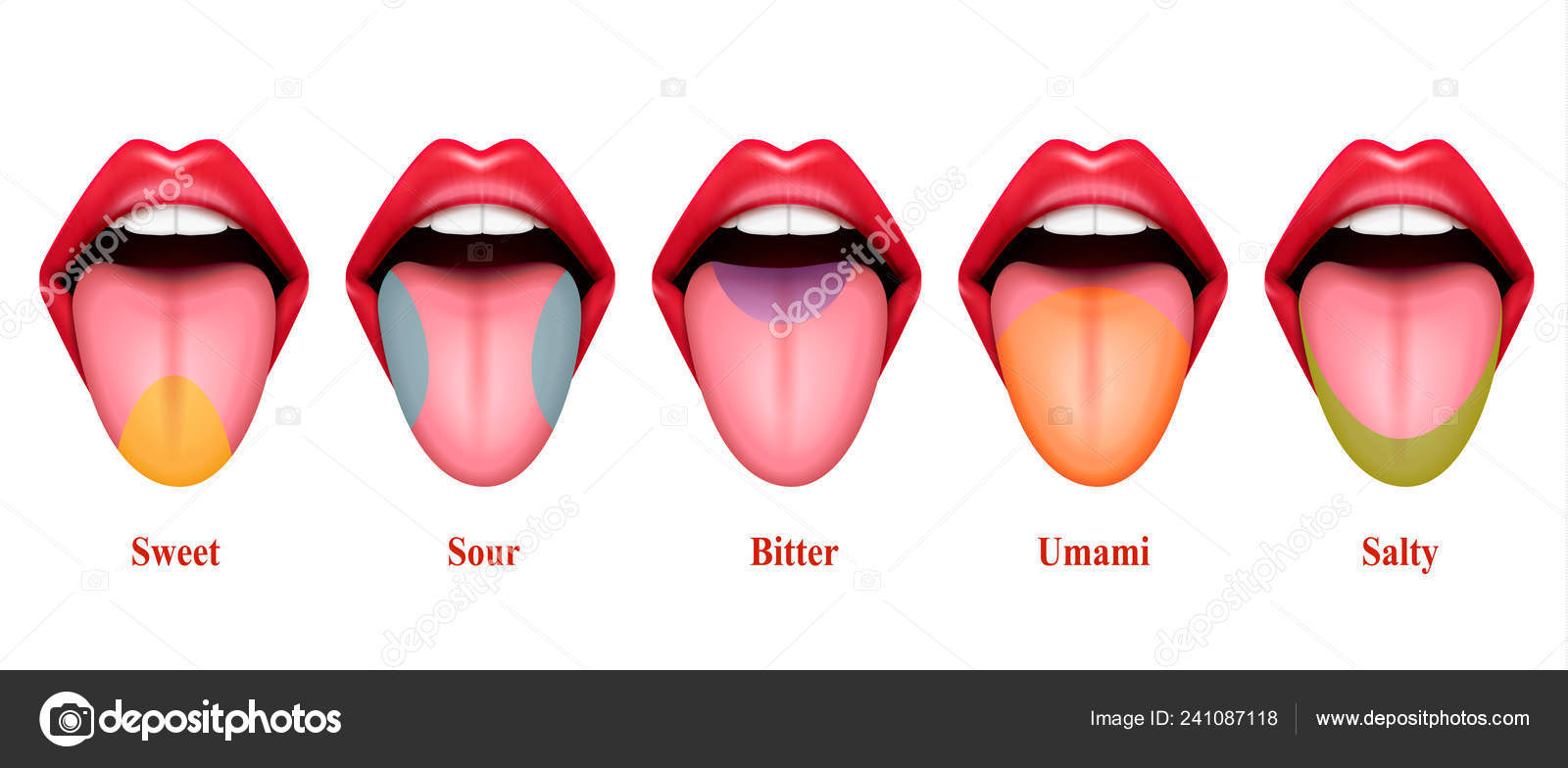 Sabores básicos Composición realista vector, gráfico vectorial ...