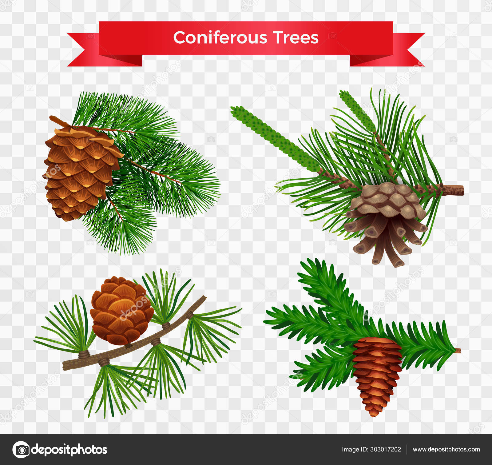 Coniferous Trees Transparent Set — Stock Vector © macrovector #303017202