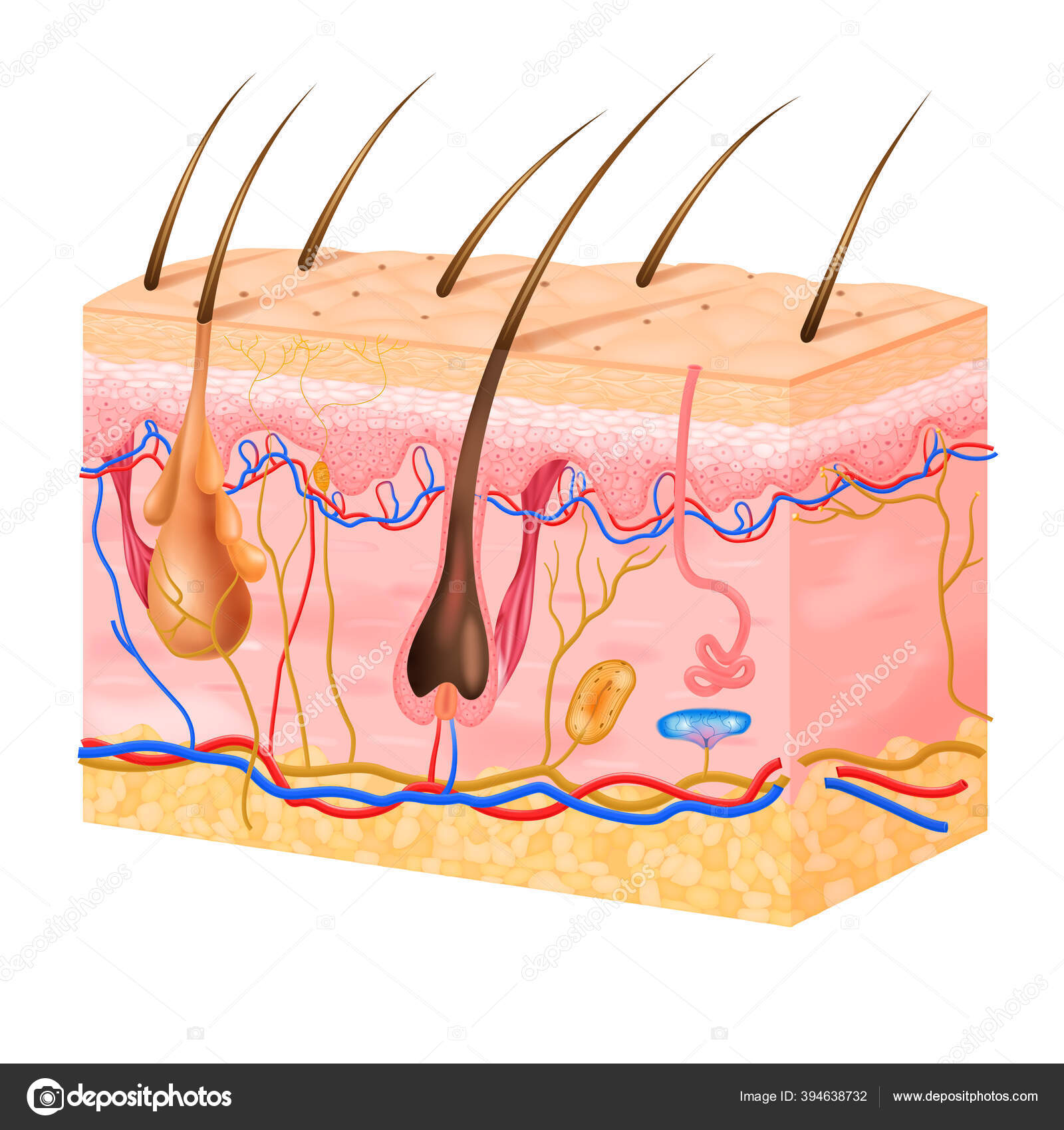 Skin Diagram Without Labels