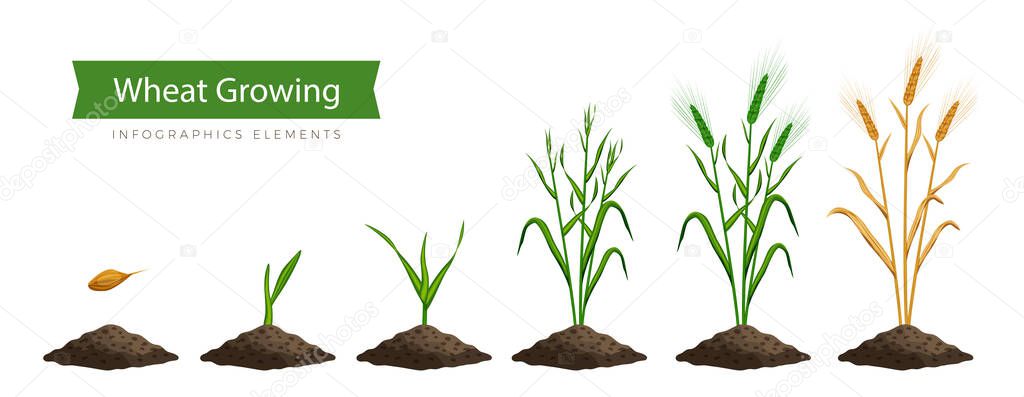 Stages of wheat growth Vector Art Stock Images | Depositphotos