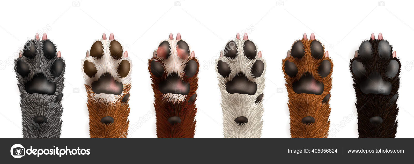 Realistic Dog Paw Set Stock Vector Image by ©macrovector #405056824