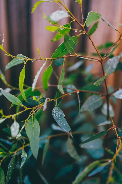 native Australian eucalyptus gum tree plant outdoor covered in ...