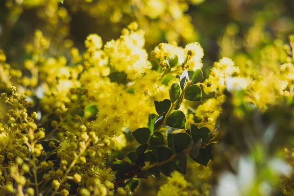 Golden wattle australia Stock Photos, Royalty Free Golden wattle ...