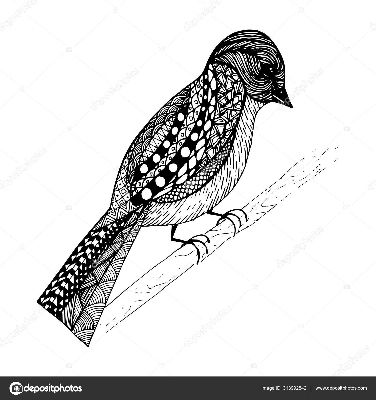 Hand drawn bird sitting on the branch isolated on white background ...