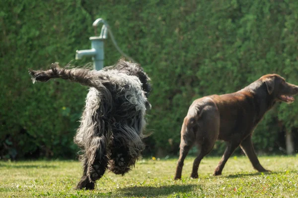 Perro atacando Stock Photos, Royalty Free Perro atacando Images ...