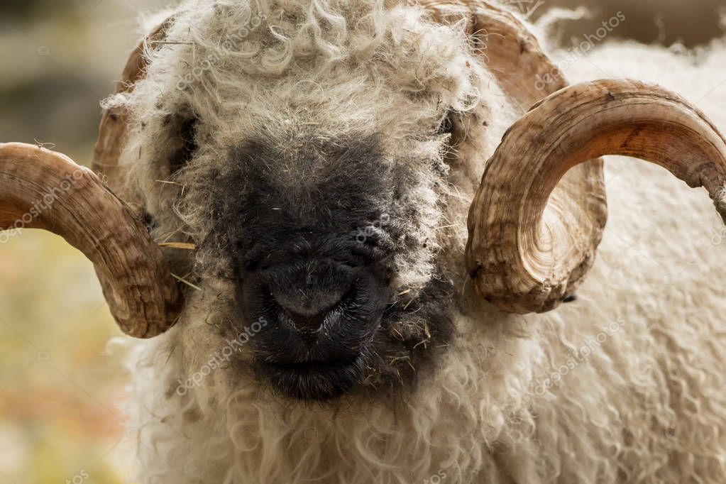 Nariz Valais negra con bokeh suave 2024