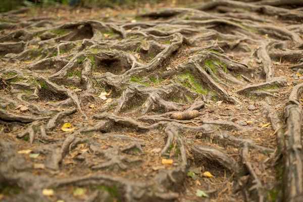 Plane tree roots Stock Photos, Royalty Free Plane tree roots Images ...