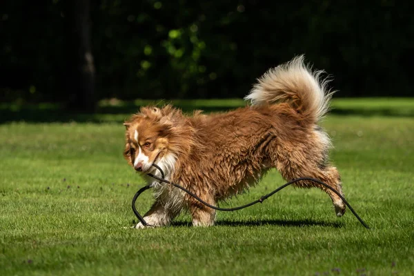 Dog pulling rope Stock Photos, Royalty Free Dog pulling rope Images ...
