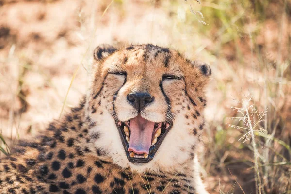 Smiling cheetah Stock Photos, Royalty Free Smiling cheetah Images ...