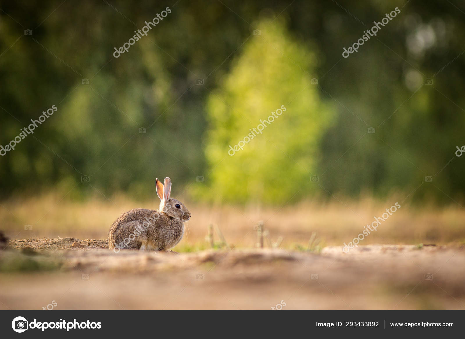 Wild Rabbit Nature — Stock Photo © jurra89 #293433892