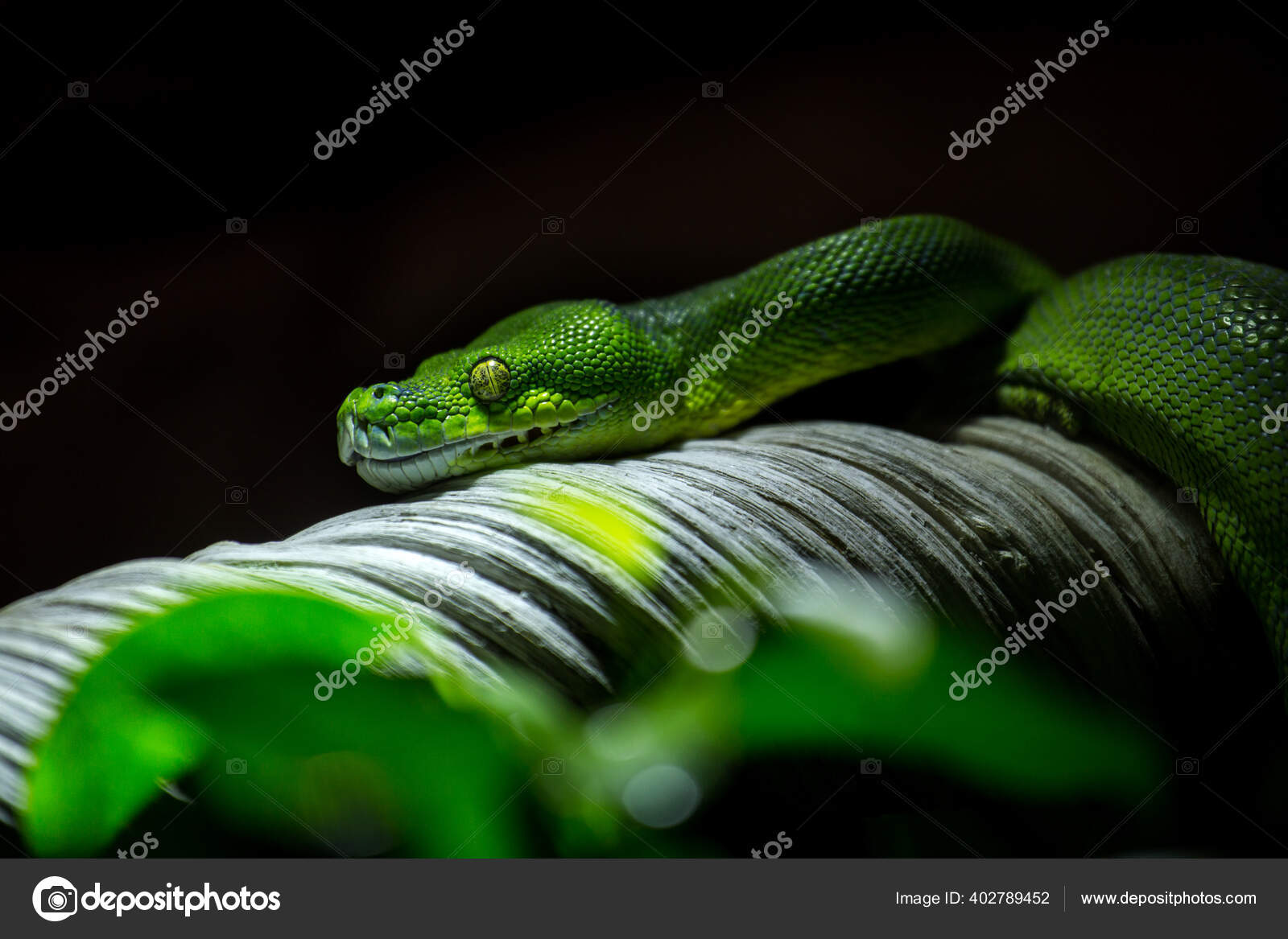 Green Python Portrait Nature — Stock Photo © jurra89 #402789452