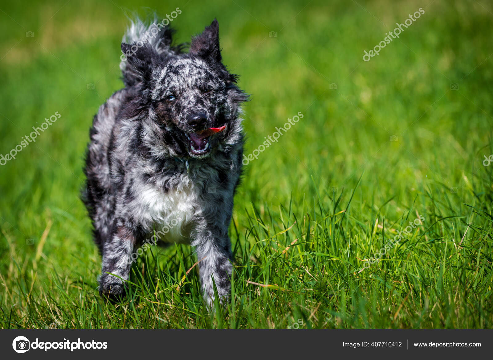 Merle Mudi Dog Agility