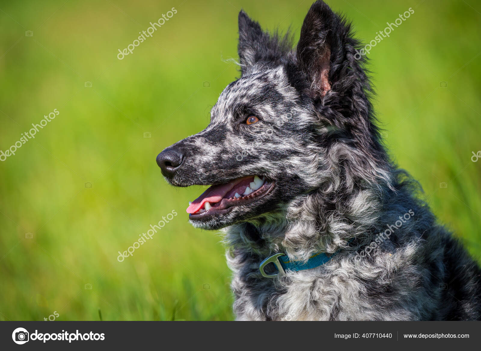 Merle Mudi Dog Agility