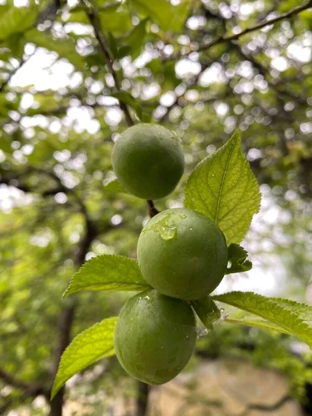 Front view green plum background. - Stock Image - Everypixel