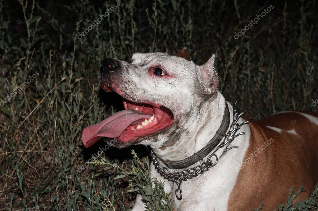 Staffordshire Terrier con la boca abierta. Perro sucio malvado. 2022
