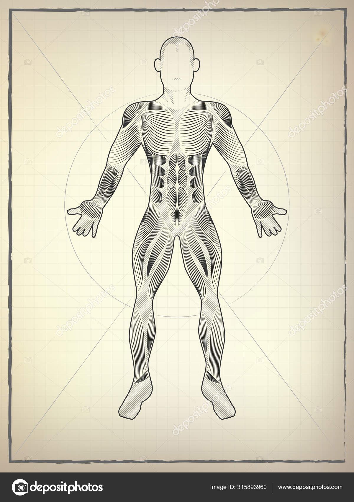 Esquema Vetor Anatomia Muscular Masculina Desenho Proporção Homem ...