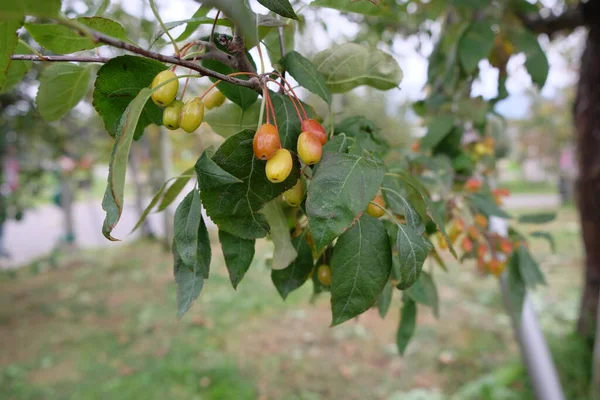 Arak tree Stock Photos, Royalty Free Arak tree Images | Depositphotos