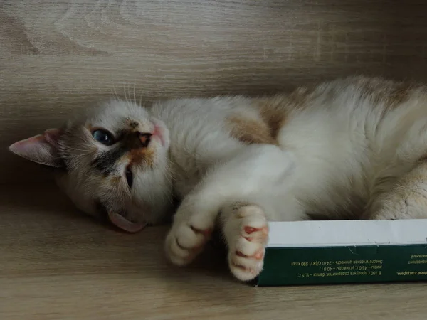 Cat in library Stock Photos, Royalty Free Cat in library Images ...