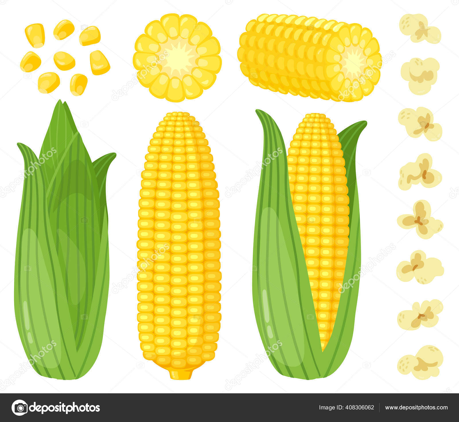 Dibujo De Mazorca De Maíz Proceso De Transformación Del Maíz | Blog