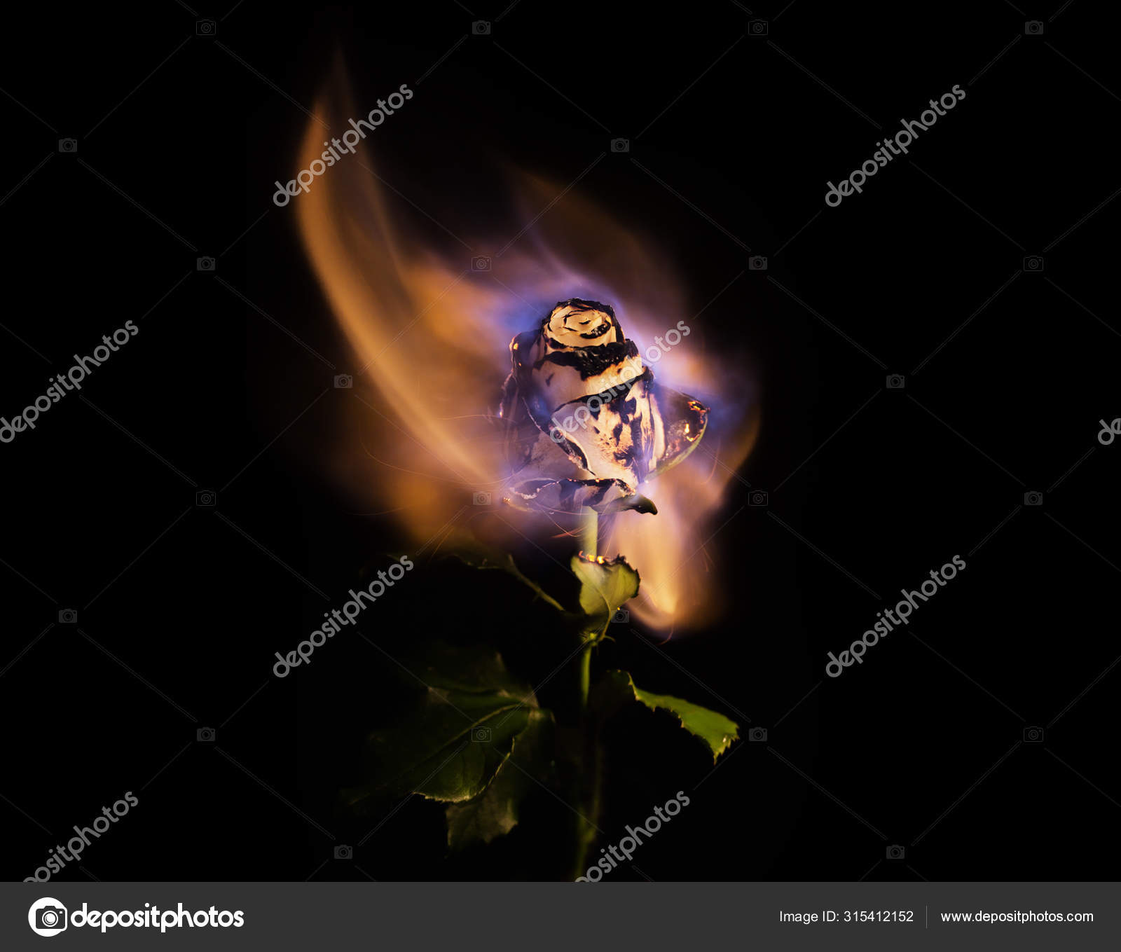 Burning Flower Flower Fire White Burned Rose Flame Black Background ...