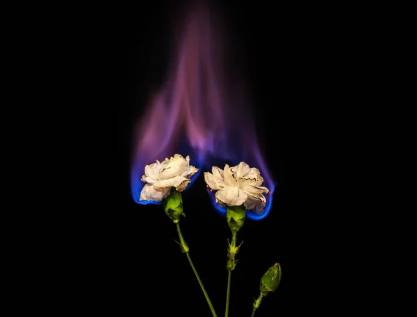 Burning flowers Images - Search Images on Everypixel