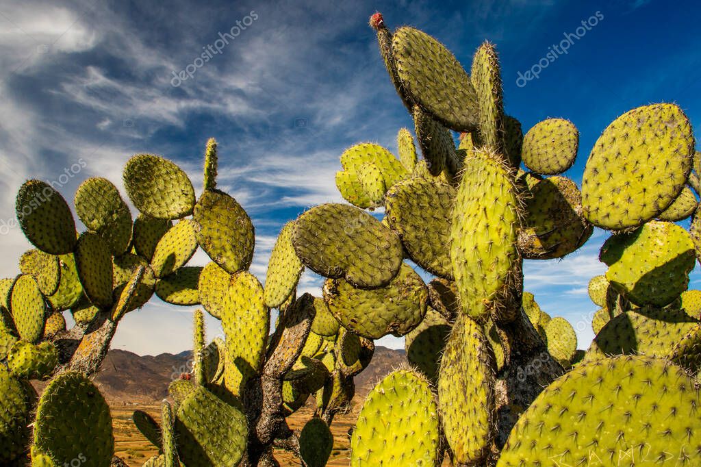 Cactus comestibles de opuntia que crecen en partes c lidas de nuestro ...