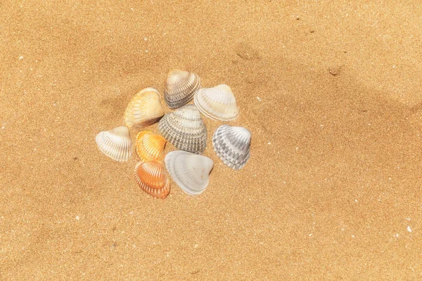 Beach seashells Stock Photos, Royalty Free Beach seashells Images ...