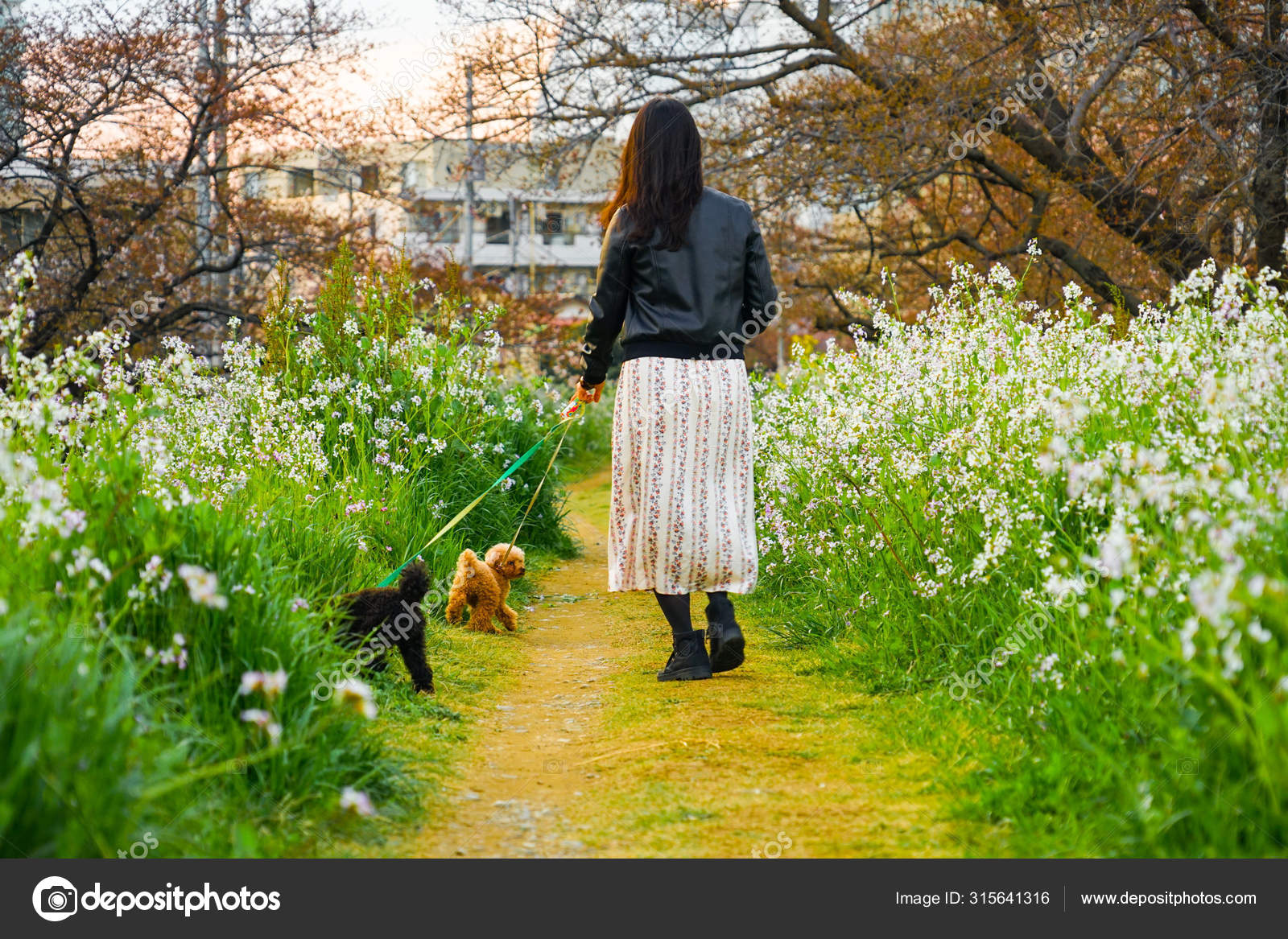 Walk Spring Trails Dog Stock Photo by ©kanzilyou 315641316