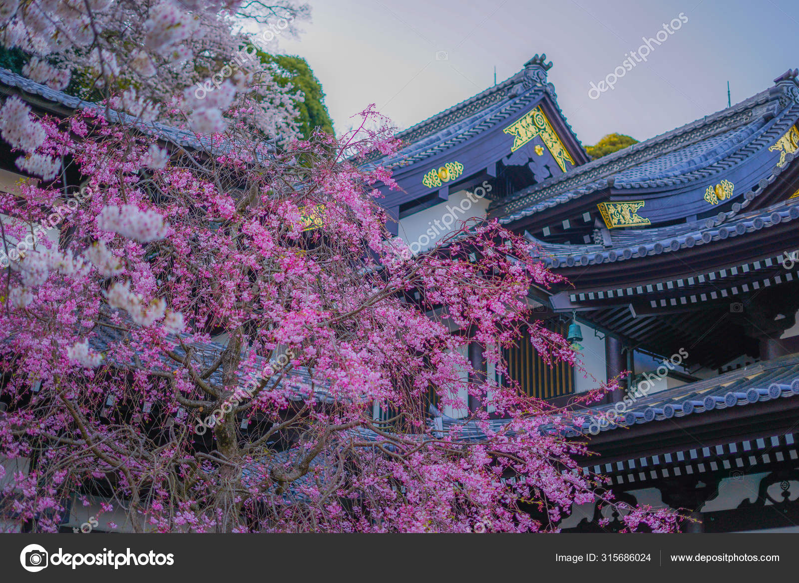 Full Bloom Cherry Tree Kamakura Hasedera Landscape – Stock Editorial ...