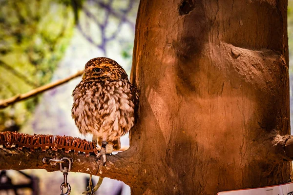 different animals, selective focus - Stock Image - Everypixel