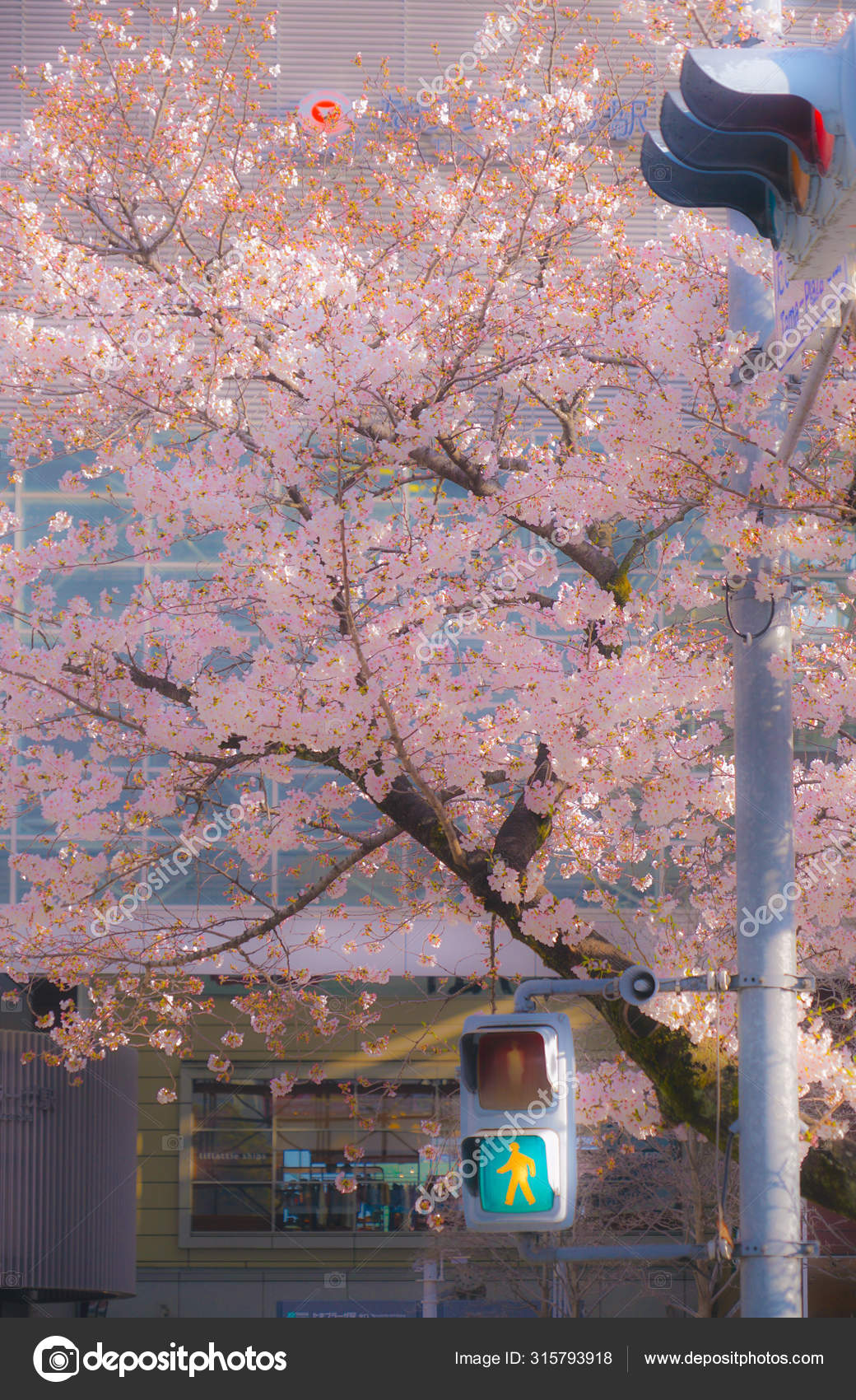 Cherry Trees Traffic Tama Plaza — Stock Editorial Photo © kanzilyou ...