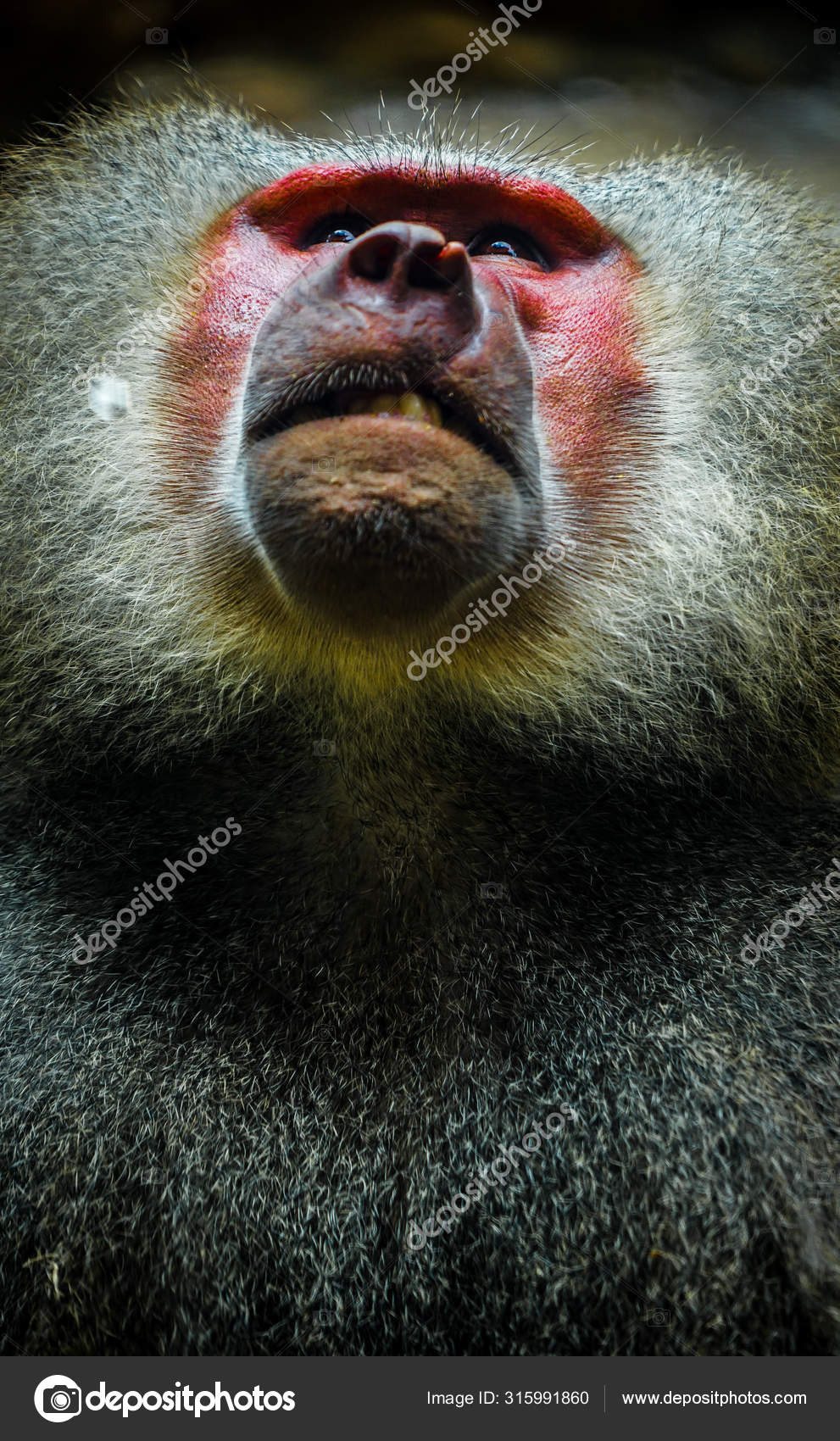 Image Baboons Singapore Zoo — Stock Photo © kanzilyou #315991860