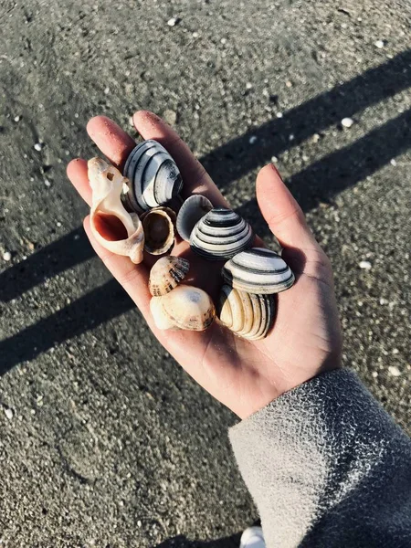 Mãos com conchas Fotos de Stock, Mãos com conchas Imagens sem royalties ...