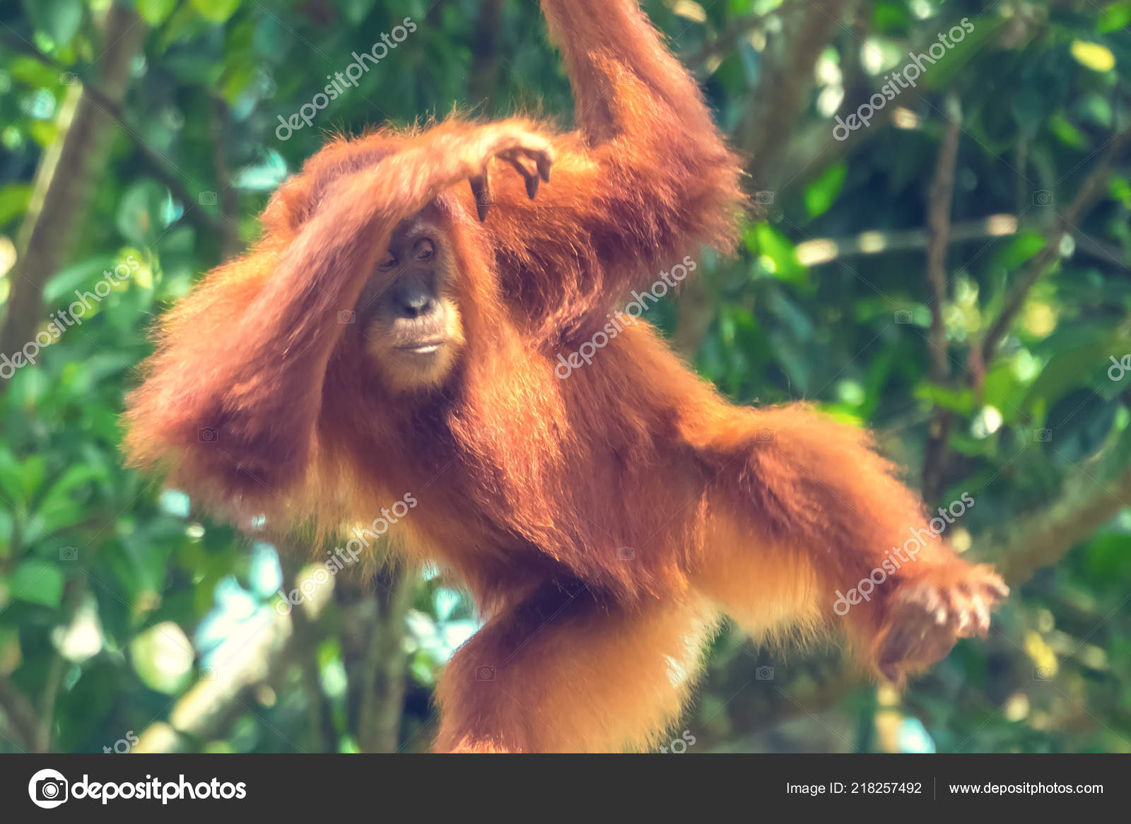 Dancing Orangutan Monkey Close — Stock Photo © watman #218257492