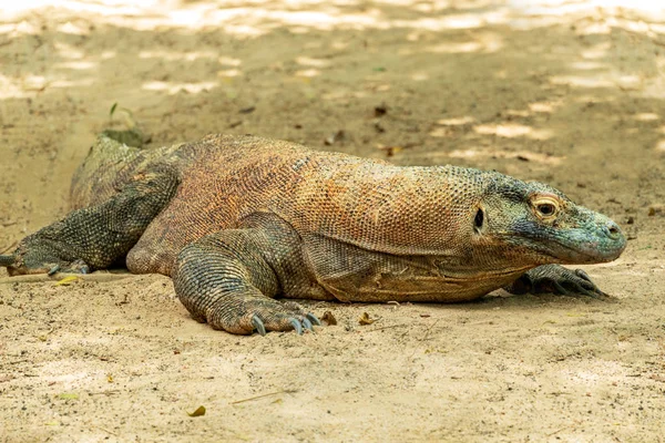 Komodo Dragon Third Eye