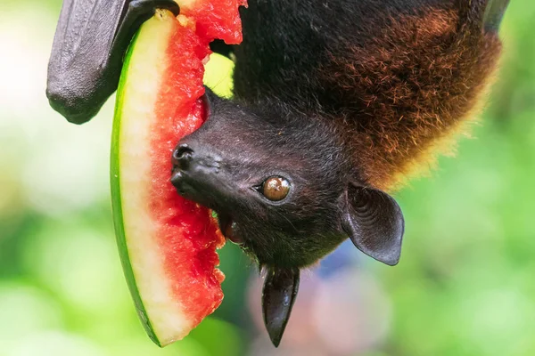 Fruit bat Stock Photos, Royalty Free Fruit bat Images | Depositphotos
