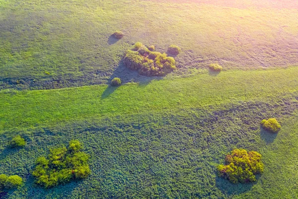 Trees top view texture — Stock Photo © watman #67613007