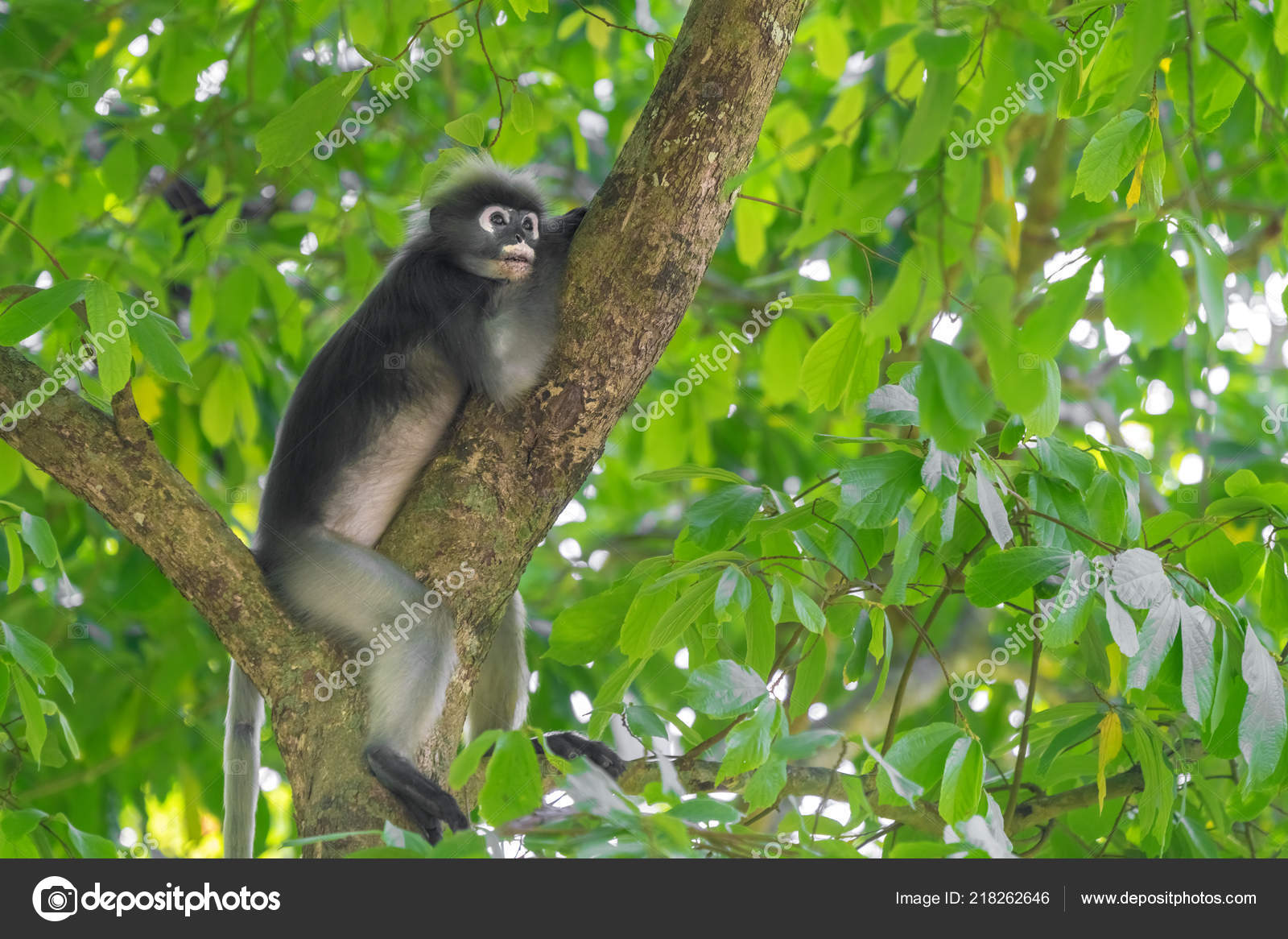 Dusky Leaf Monkey Spectacled Langur Trachypithecus Obscurus Trunk Tree ...
